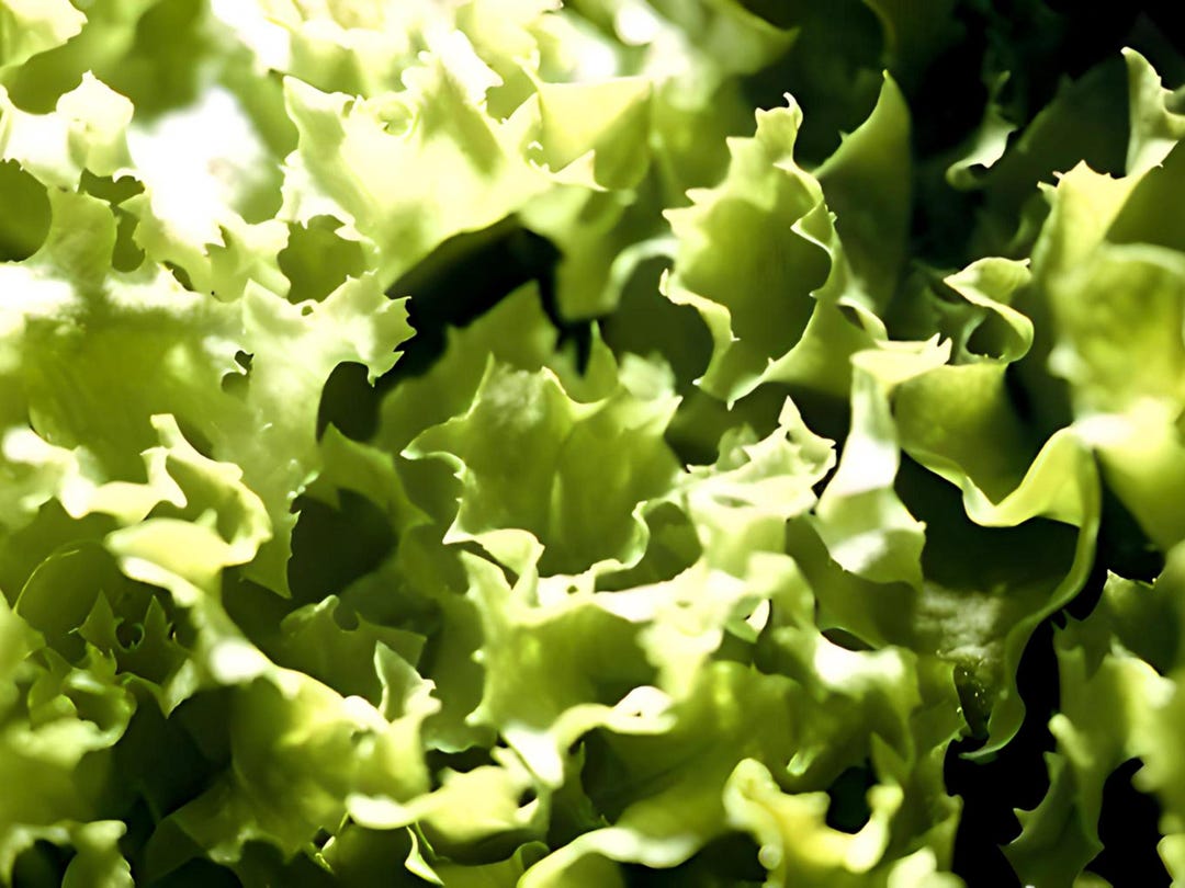 Endive (escarole) Broadleaf Batavian Heirloom Seeds - Organic, Non-gmo ...