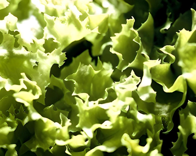 Heirloom Broadleaf Batavian Endive Herb Seeds - Cichorium Endivia ...