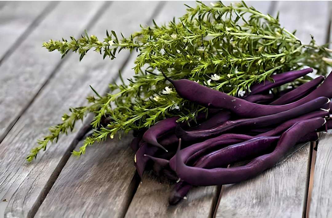 Louisiana Purple Pod Heirloom Bush Bean Seeds Organic, Non-gmo - Etsy