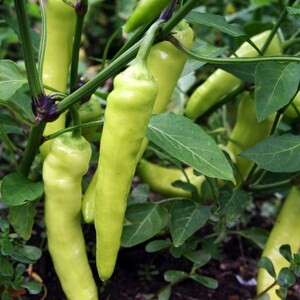Poivron banane doux - + de 25 graines, héritage hongrois, facile à ...