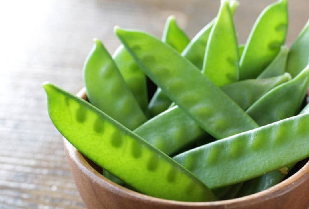 Mammoth Melting Sugar Snow Pea Heirloom Seeds - Etsy