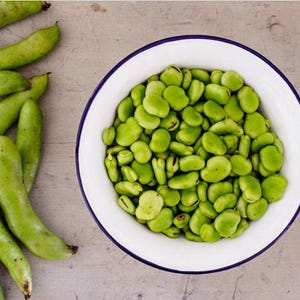 Fava Bean Broad Windsor Heirloom Seeds - High Protein, Great for ...