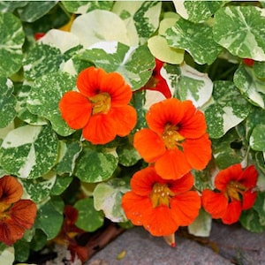 Nasturtium, Alaska Mix Variegated Heirloom Flower Seeds - Semi-trailing ...