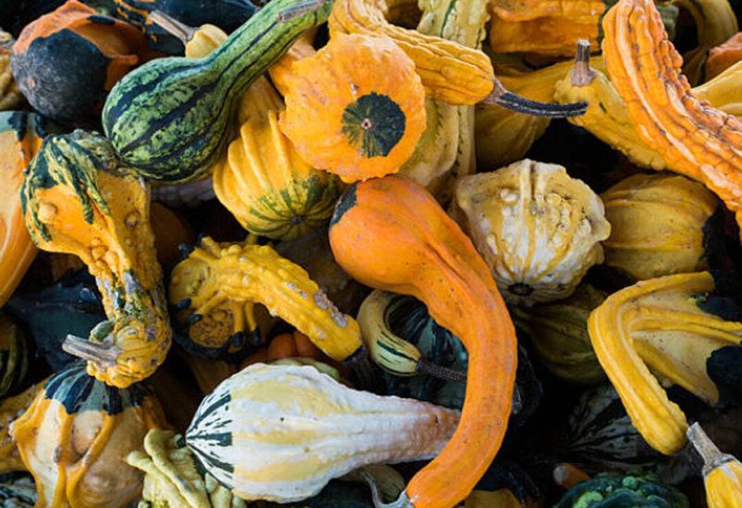 Fancy Mix Small Gourd Heirloom Seeds - Decorative, Easy to Grow ...