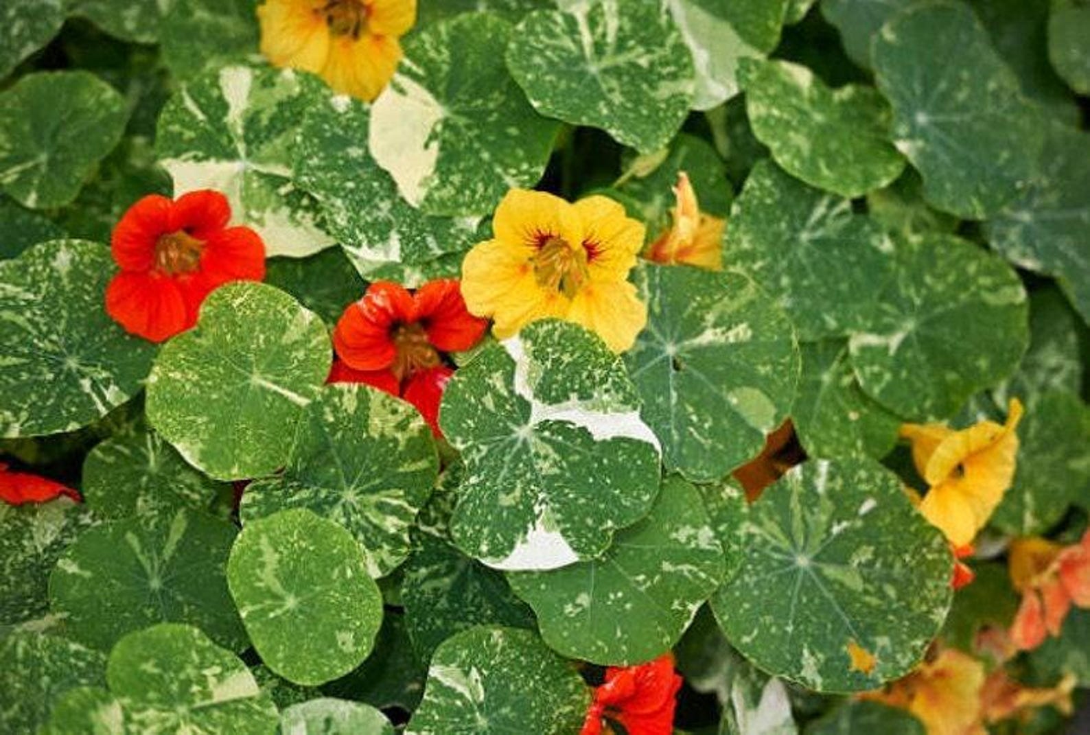 Nasturtium, Alaska Mix Variegated Heirloom Flower Seeds - Semi-trailing ...