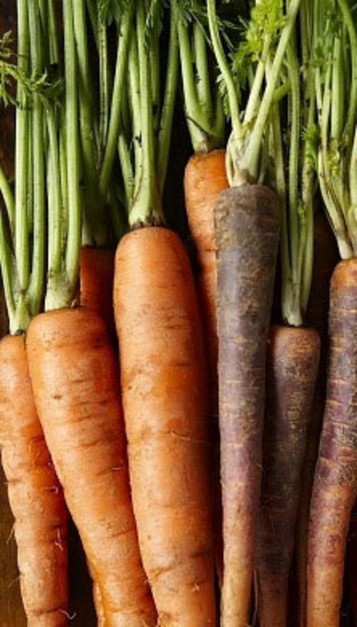 Heirloom Rainbow Blend Carrot Seeds Vegetable Garden Organic - Etsy