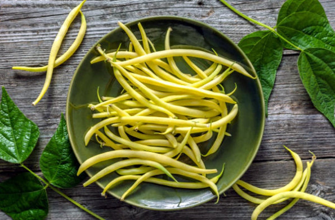 Heirloom Gold Rush Bush Bean Seeds Organic, Non-gmo - Etsy