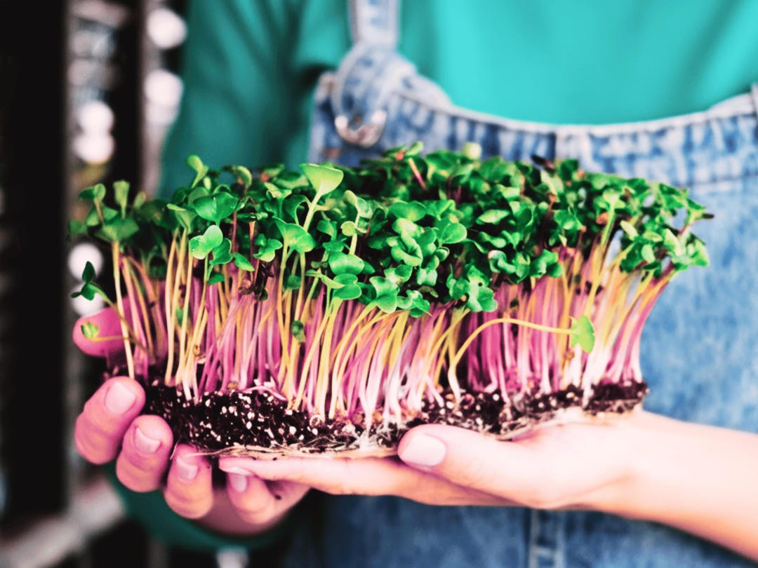 Rainbow Radish Microgreen Mix 2,300+ Seeds | Organic Heirloom Blend for ...