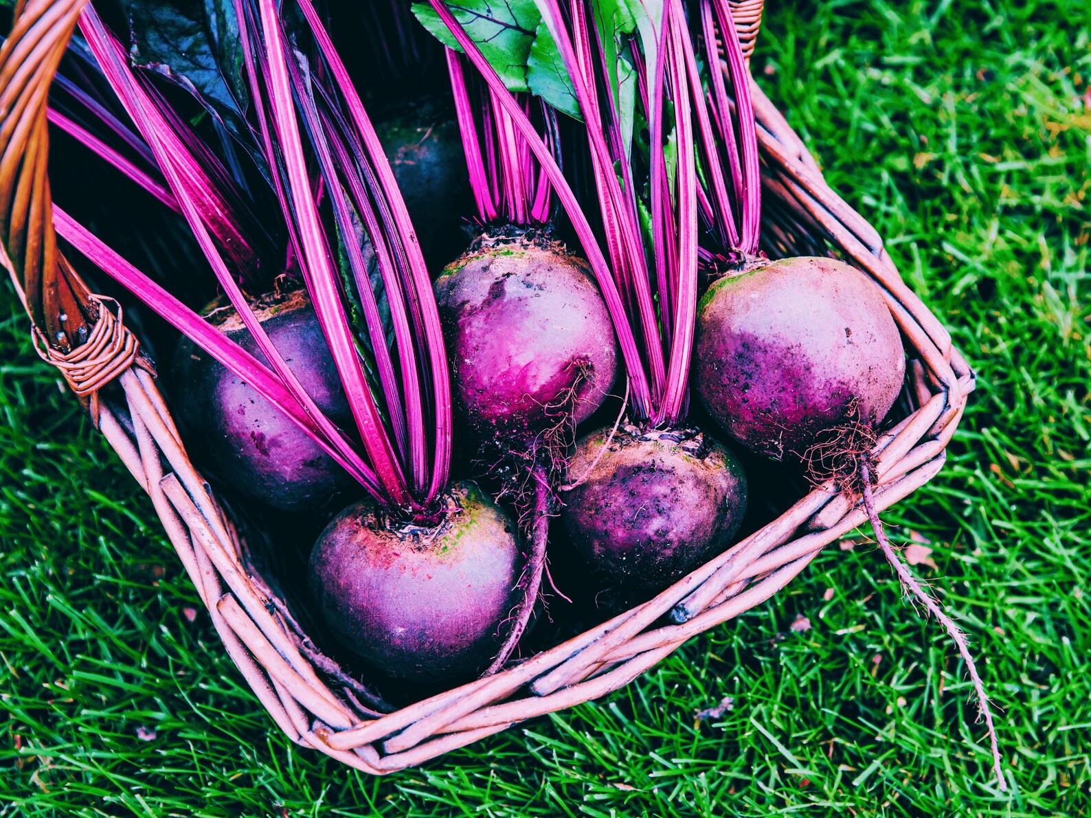 Detroit Dark Red Heirloom Beet Seeds - Cold Hardy, Organic, Non-gmo - Etsy