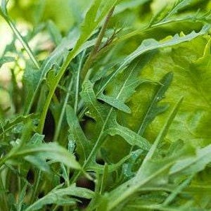 Heirloom Rocket Arugula Seeds - Organic, Non-gmo, Container Friendly ...