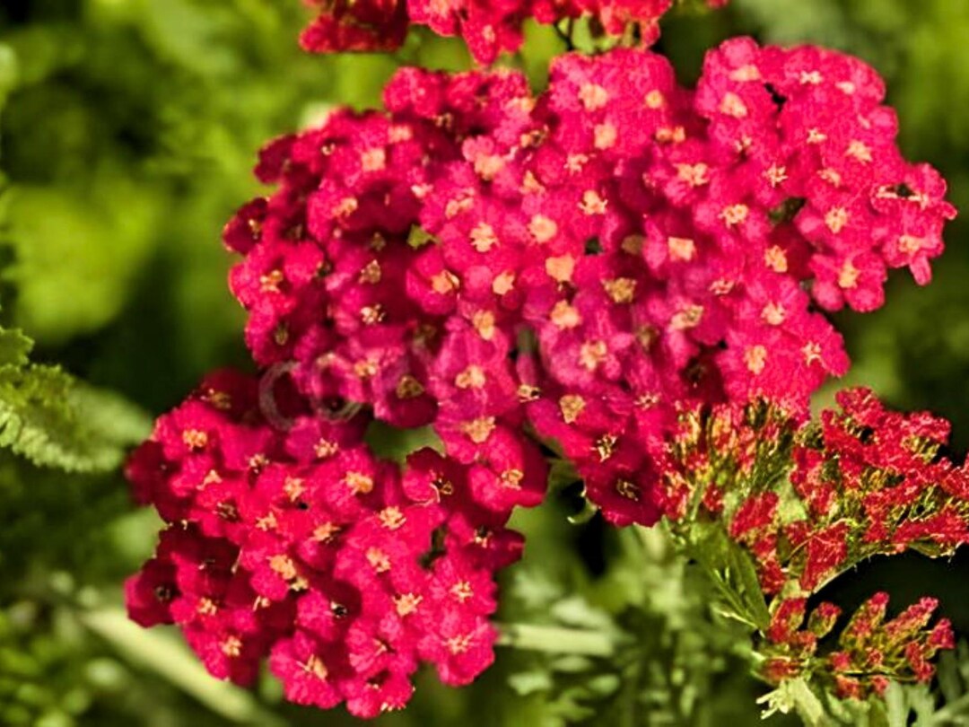 Red Yarrow Native Wildflower Heirloom Seeds - Etsy
