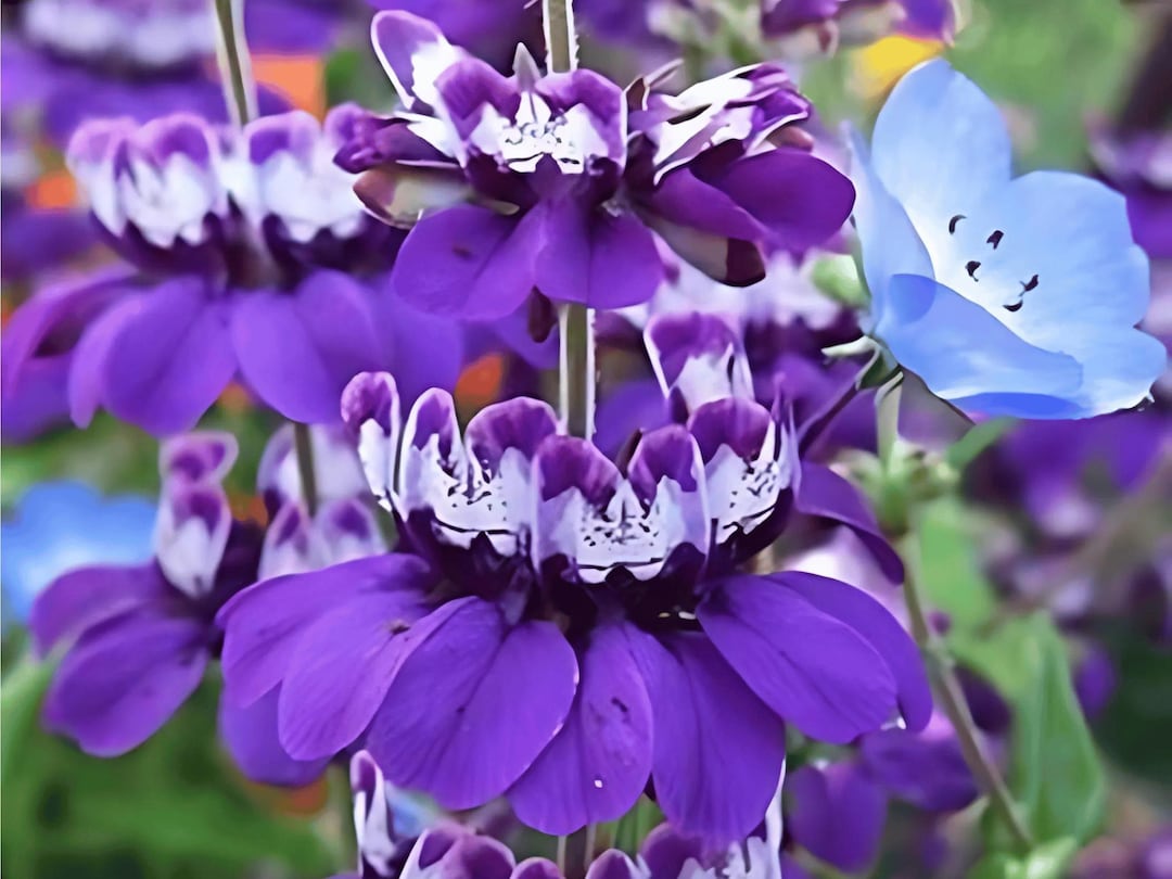 Chinese Houses Heirloom Flower Seeds - Native Wildflower, Checkerspot ...