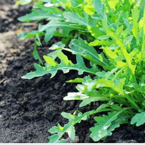 Heirloom Rocket Arugula Seeds - Organic, Non-gmo, Container Friendly ...
