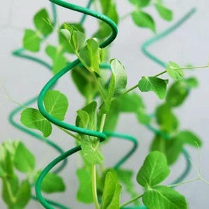 Wando Shelling Pea Heirloom Seeds: Heat & Cold Tolerant, Organic, Non ...