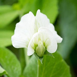 Wando Shelling Pea Heirloom Seeds - Organic, Non-gmo - Etsy