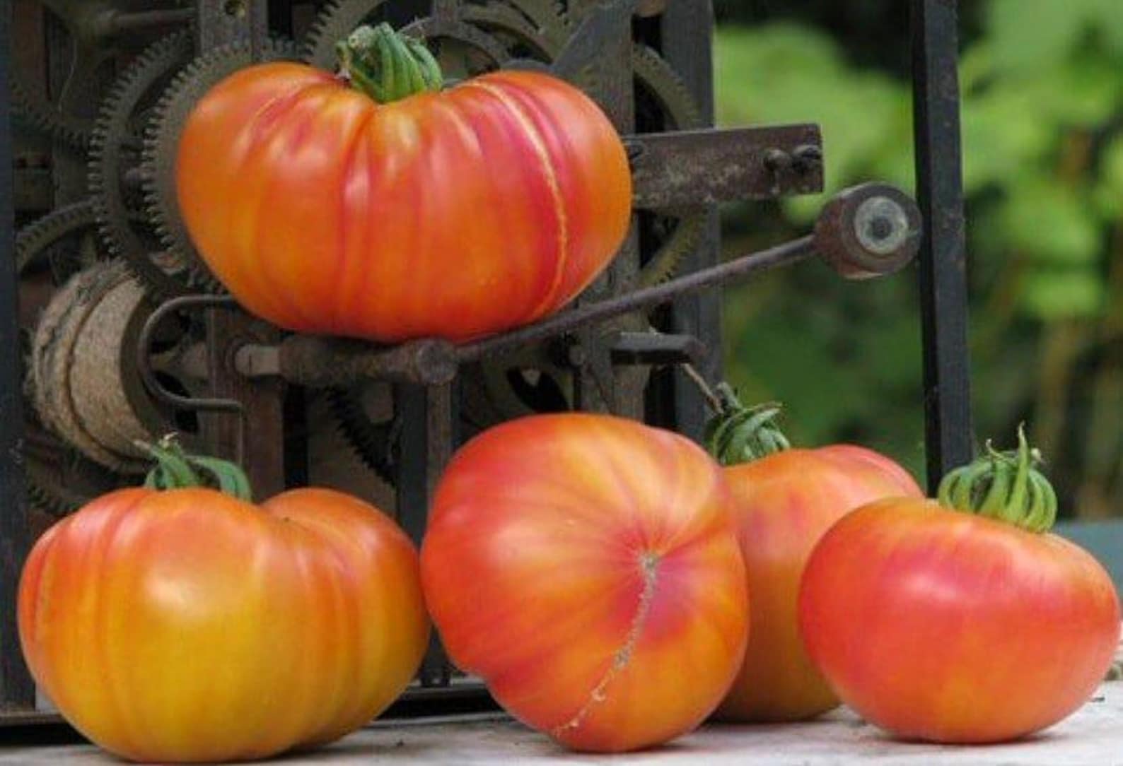 Heirloom Old German Tomato Seeds - Multicolor Beefsteak, Mennonite ...