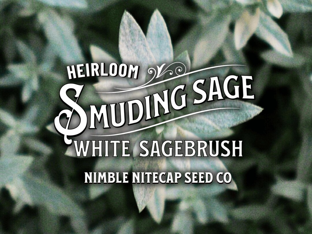 Smudging Sage Heirloom Wildflower Seeds - Prairie Sage (artemisia ...