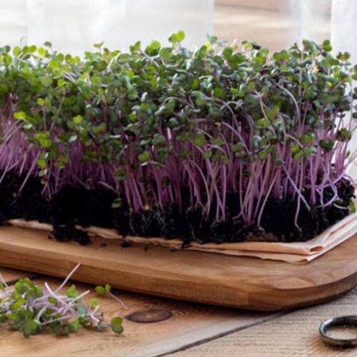 Spicy Salad Mix MICROGREEN Seeds Heirloom Non-gmo Seeds - Etsy