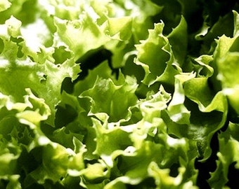 Organic Batavian Endive Seeds, Broadleaf Batavian Endive, Broad Leaved ...