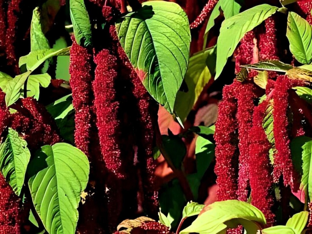 Love Lies Bleeding Amaranth Seeds: Heirloom Edible Flower, Natural Dye ...
