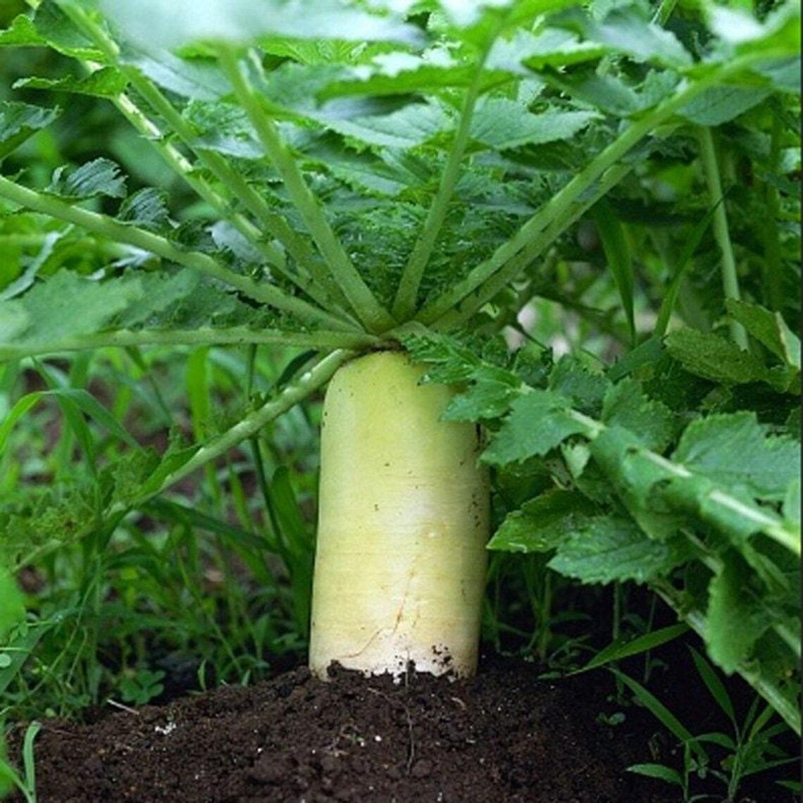 Daikon Japanese Minowase Heirloom Radish Seeds - Etsy