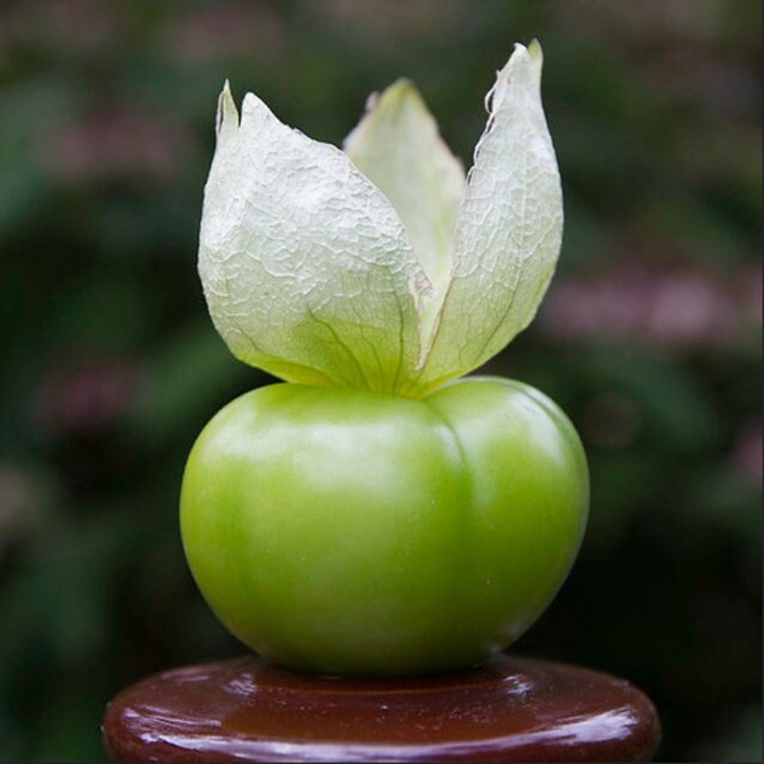 Heirloom Toma Verde Tomatillo Seeds Vegetable Garden Organic Seed Non ...