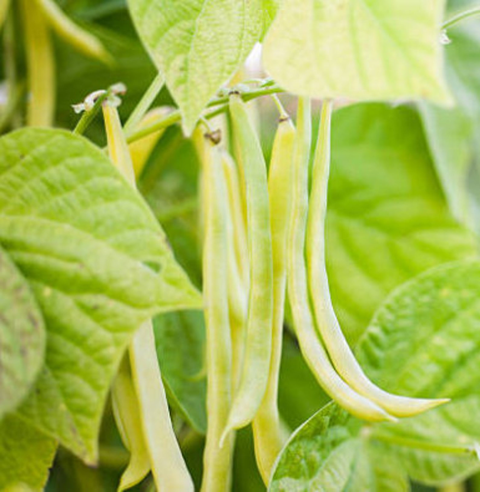 Heirloom Gold Rush Bush Bean Seeds Organic, Non-gmo - Etsy