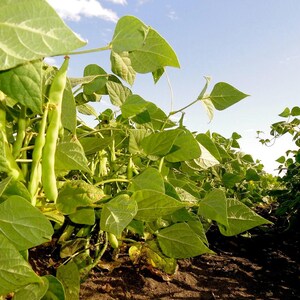 Heirloom Pinto Bean Seeds: Organic, Non-gmo, Half Runner Variety - Etsy