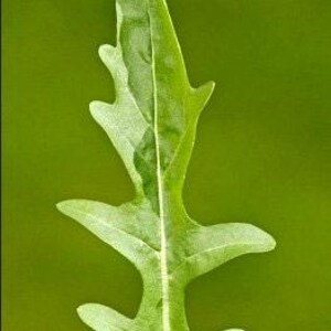 Heirloom Rocket Arugula Seeds - Organic, Non-gmo, Container Friendly ...