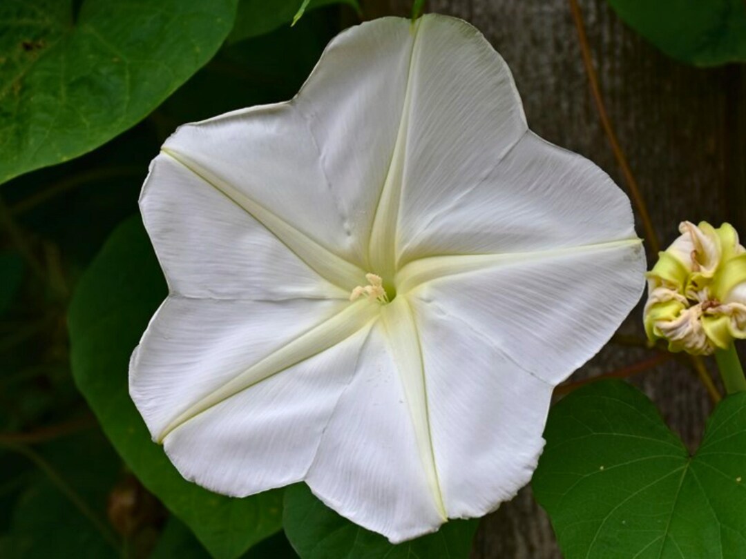 Moonflower Heirloom Flower Seeds Night Blooming Vine, Huge Fragrant ...