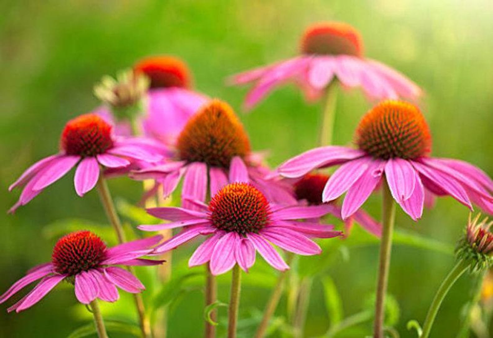 Echinacea, Purple Coneflower Heirloom Flower Seeds - Etsy