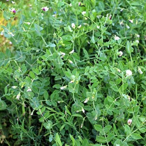 Wando Shelling Pea Heirloom Seeds - Organic, Non-gmo - Etsy