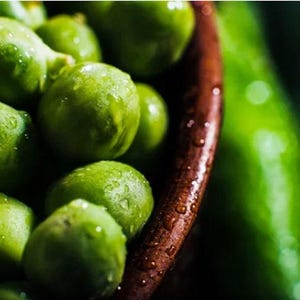 Wando Shelling Pea Heirloom Seeds: Heat & Cold Tolerant, Organic, Non ...