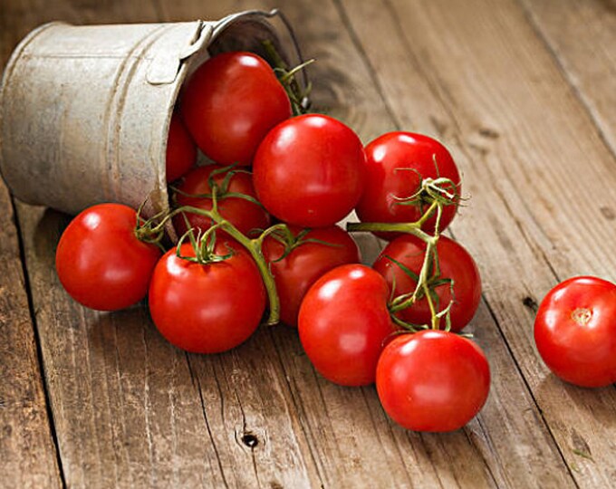 Marglobe Tomato Seeds Organic & Non Gmo Tomato Seeds Heirloom Seeds ...