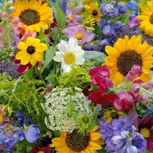 DOUBLE PORTULACA Moss Rose Mix Drought Tolerant Dry Soil 30 | Etsy