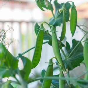 Wando Shelling Pea Heirloom Seeds: Heat & Cold Tolerant, Organic, Non ...