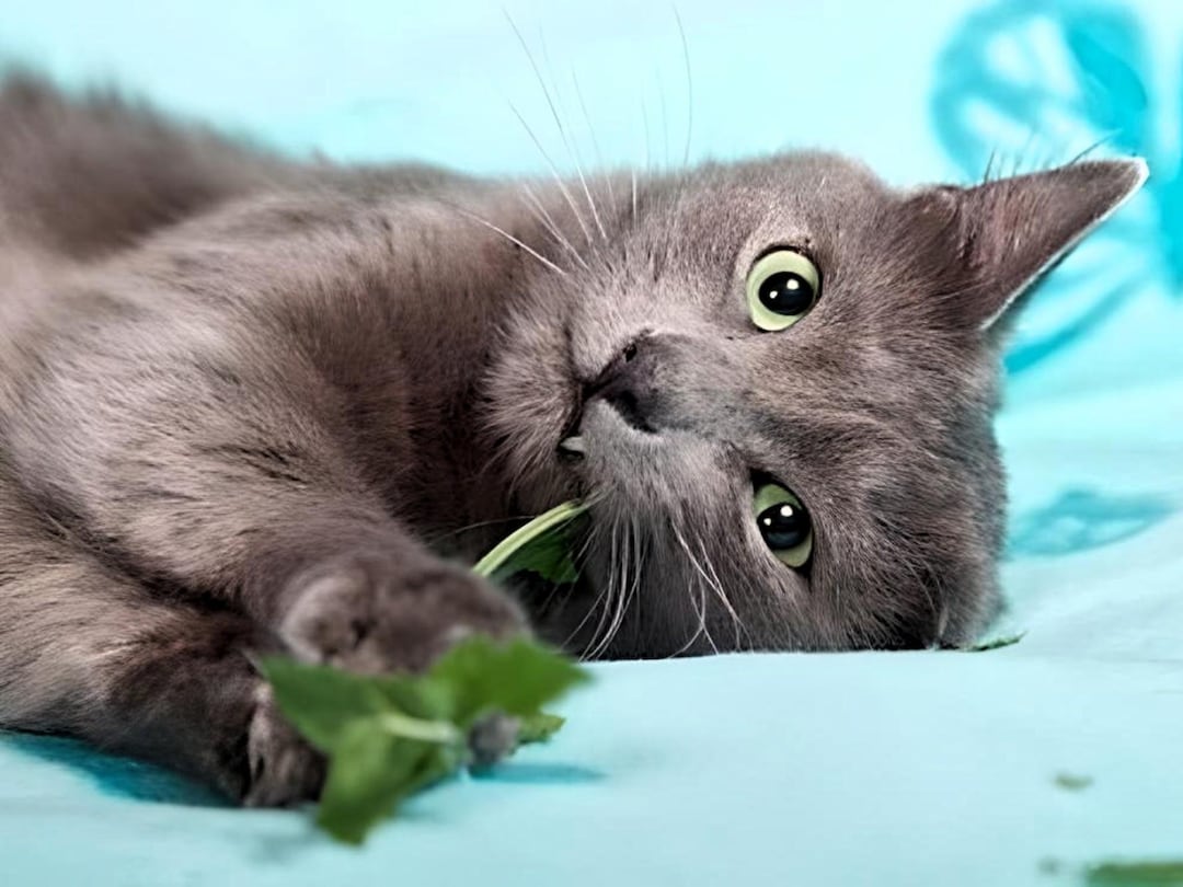 Heirloom Catnip Herb Seeds - Container Friendly, Organic, Non-gmo - Etsy