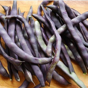 Louisiana Purple Pod Heirloom Bush Bean Seeds Organic, Non-gmo - Etsy