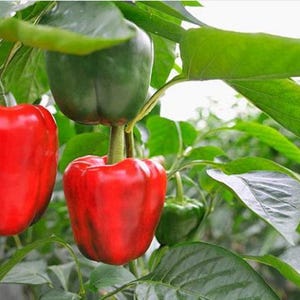 California Wonder Sweet Bell Heirloom Pepper Seeds - Etsy