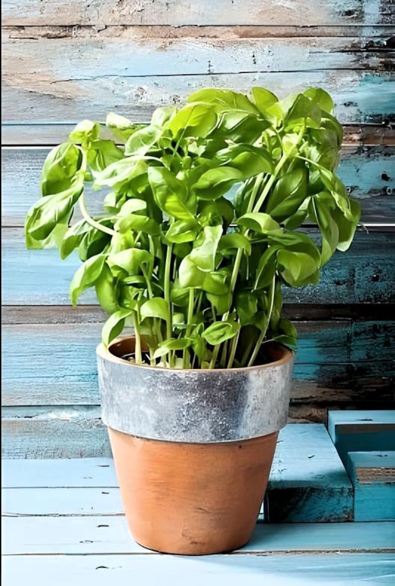 Heirloom Genovese Italian Basil Seeds - Etsy