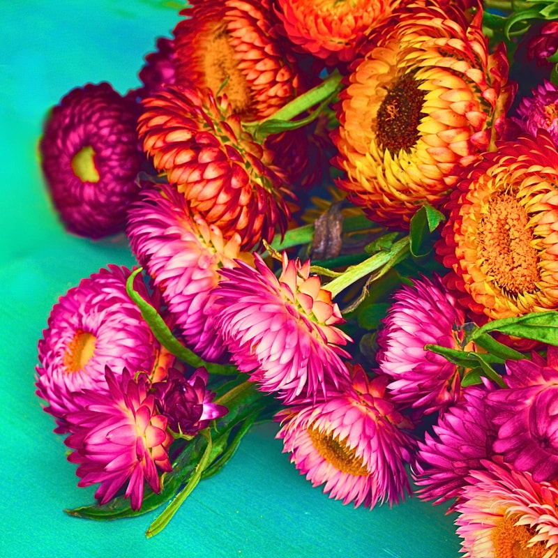 Straw Flowers - Etsy