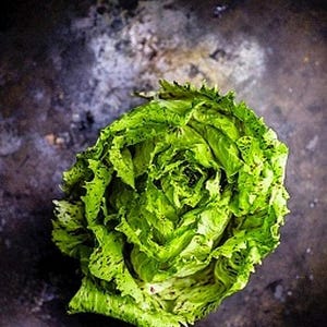 Endive (escarole) Broadleaf Batavian Heirloom Seeds - Organic, Non-gmo ...