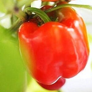 California Wonder Sweet Bell Heirloom Pepper Seeds - Etsy