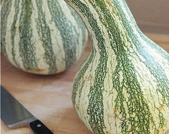 Green Striped Cushaw Squash Heirloom 10 Seeds - Etsy
