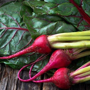 Chioggia Heirloom Beet 150 Seeds Bullseye Beet, Candy Cane, Organic ...
