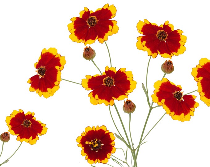 COREOPSIS BABY GOLD Coreopsis Lanceolata 150 Seeds Dwarf Perennial ...
