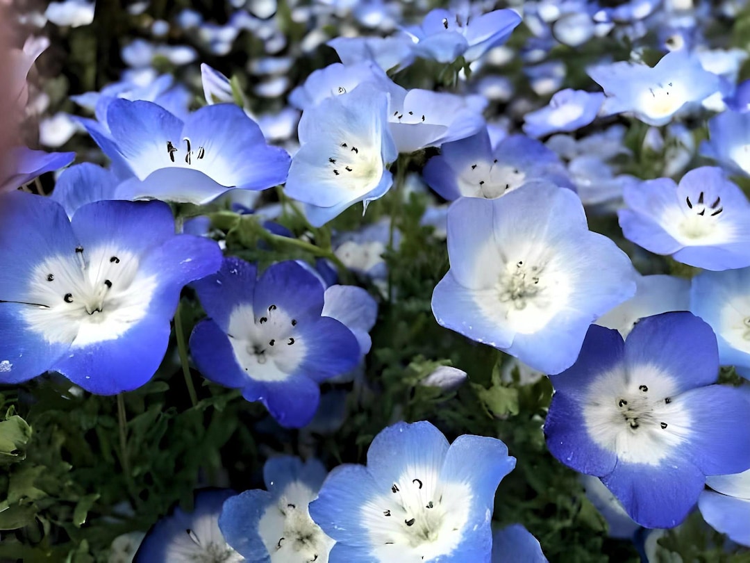 Baby Blue Eyes Heirloom Flower Seeds - Wildflower, Container Gardening ...