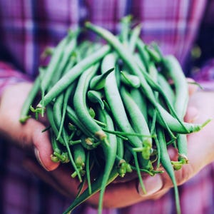 Heirloom Tenderette Bush Bean Seeds - Slenderette, Organic, Non Gmo - Etsy