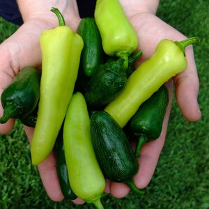 Poivron banane doux - + de 25 graines, héritage hongrois, facile à ...