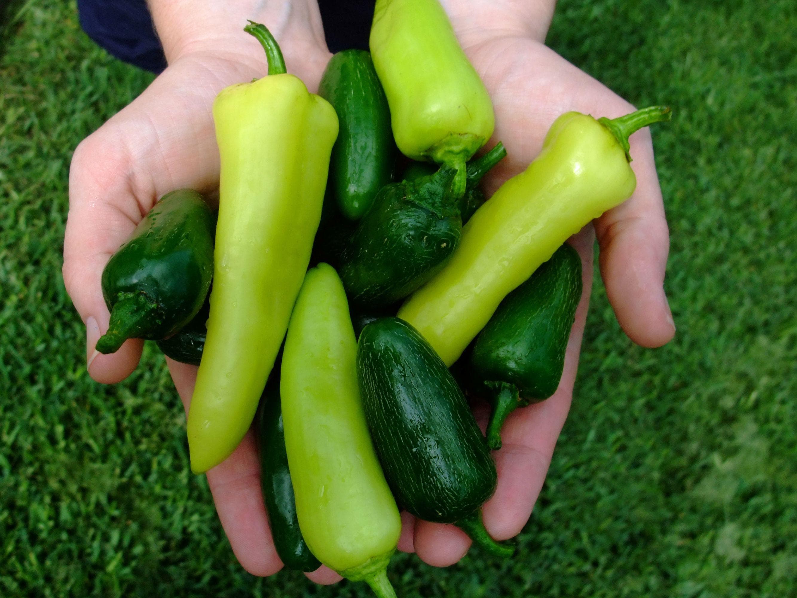 Poivron banane doux - + de 25 graines, héritage hongrois, facile à ...